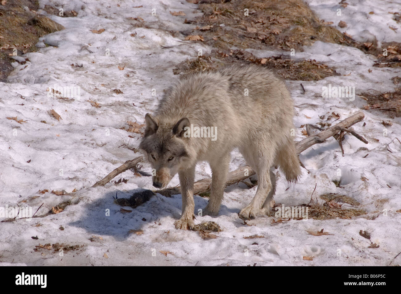 A nervous Timber Wolf Stock Photo - Alamy