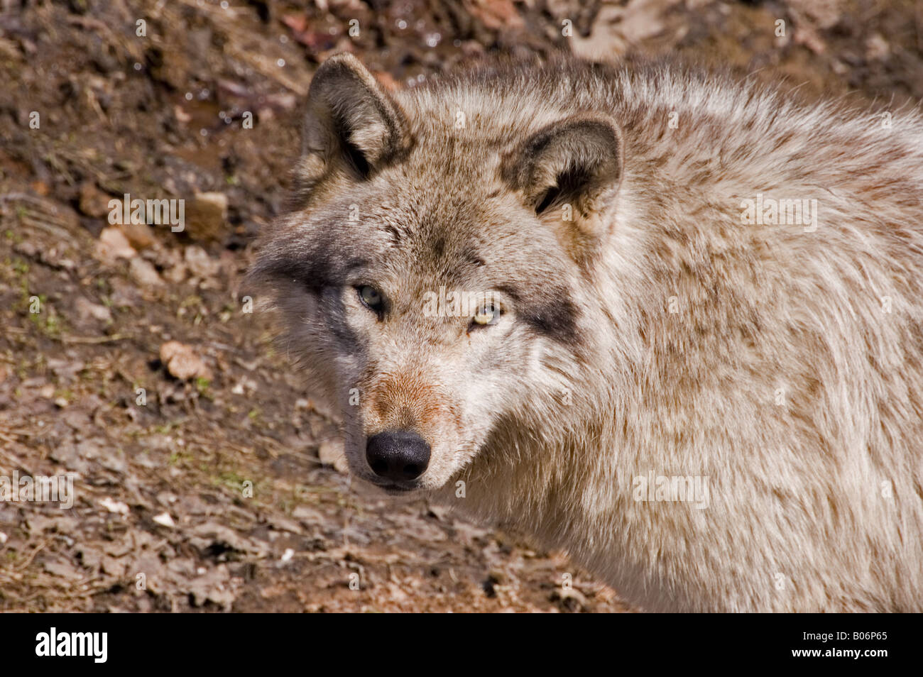 A close-up of a Timber Wolf Stock Photo - Alamy