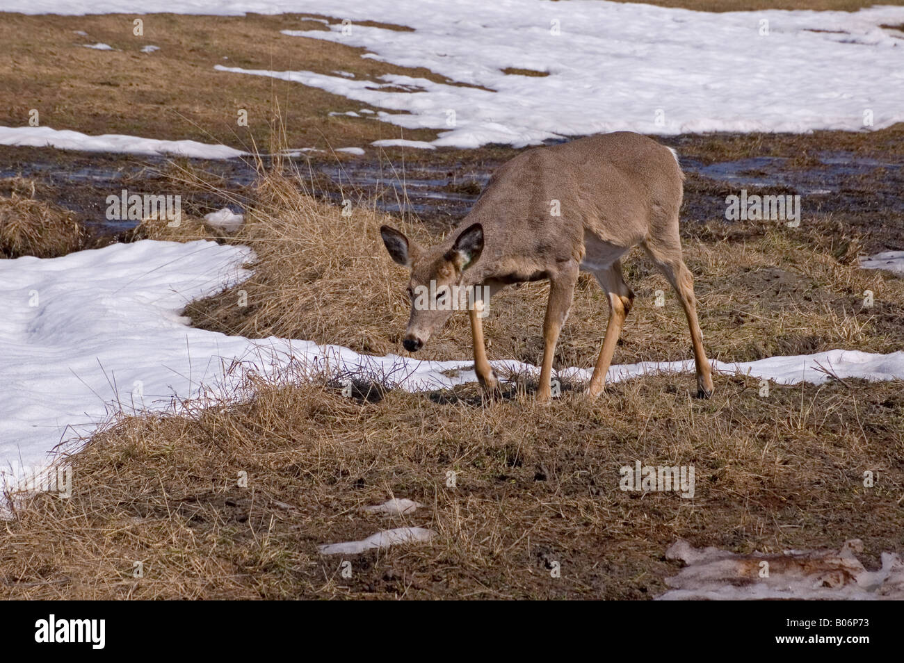 A single White-tailed Deer in Spring Stock Photo - Alamy