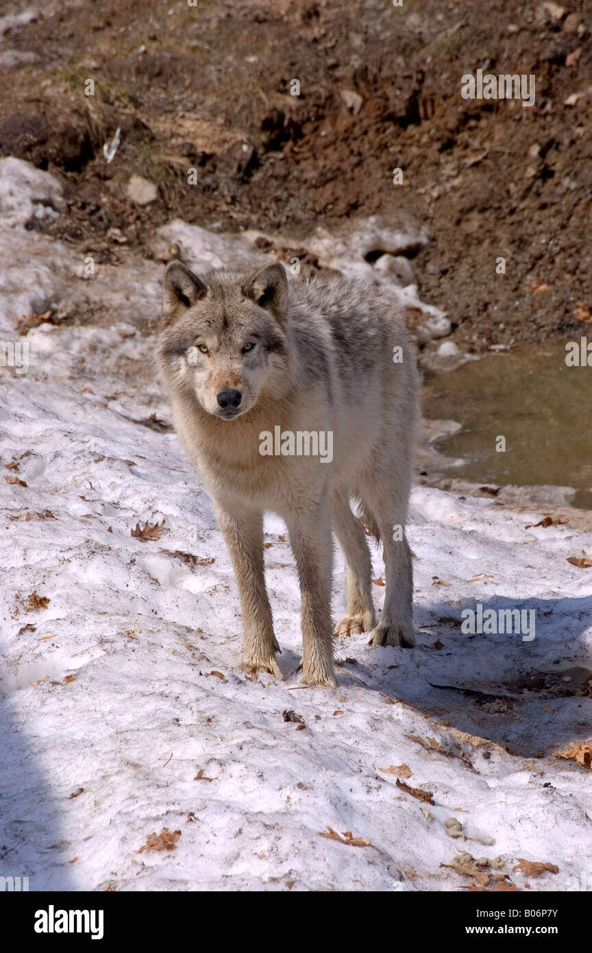 A watching Timber Wolf Stock Photo - Alamy