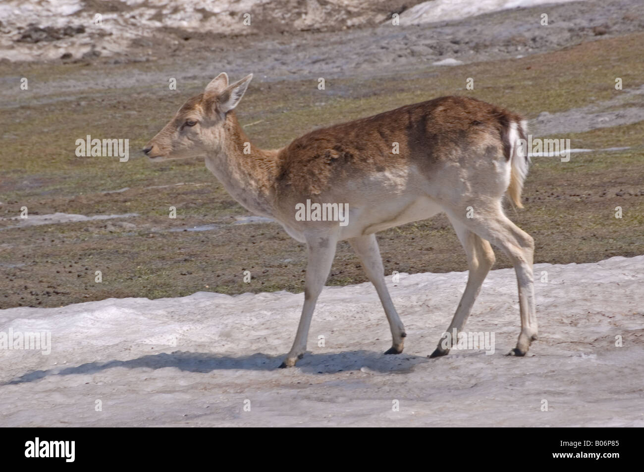 A single fallow deer in Spring Stock Photo - Alamy