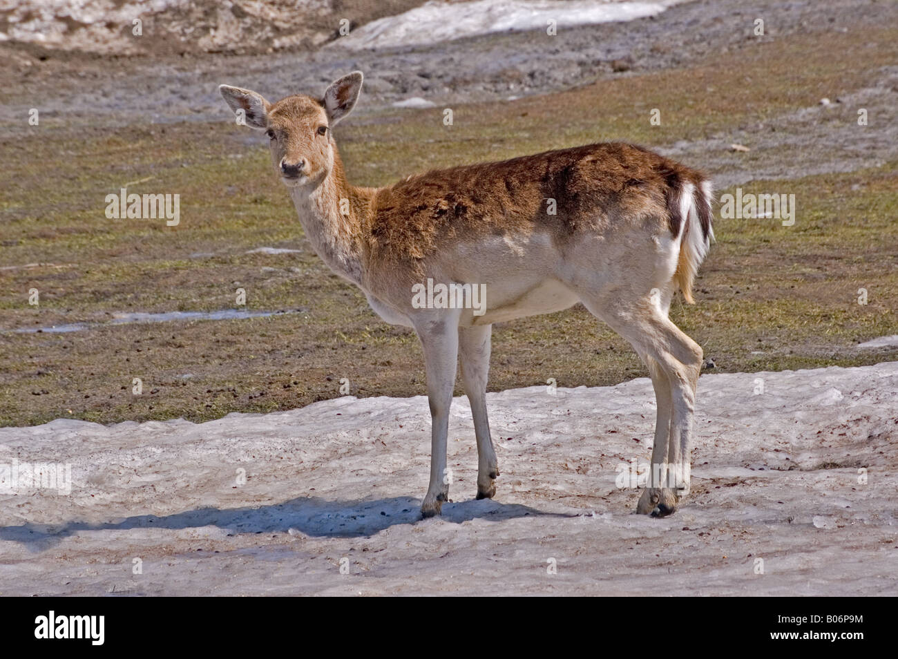 A single fallow deer in Spring Stock Photo - Alamy