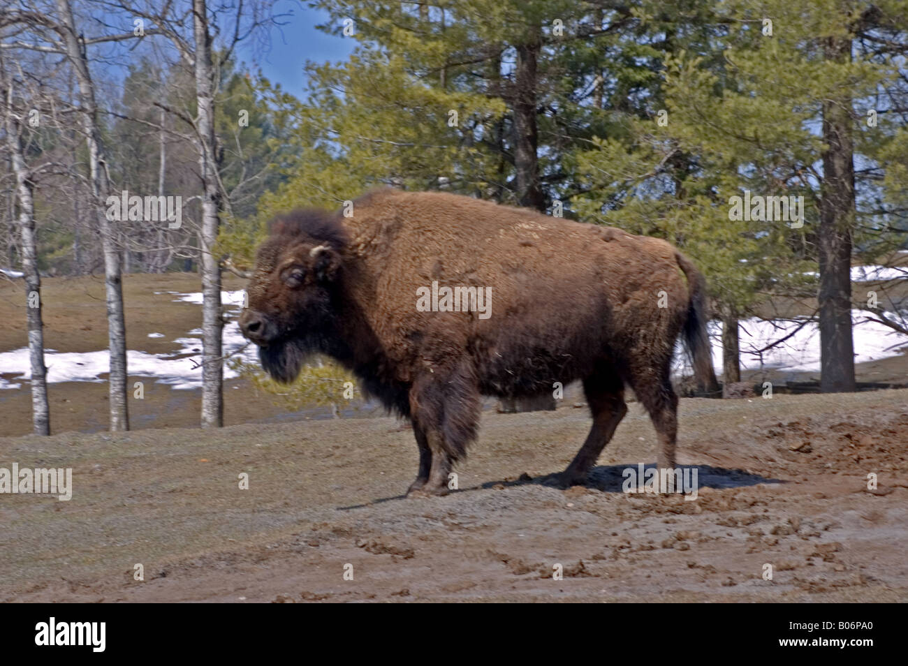 A standing Bison in Spring Stock Photo - Alamy