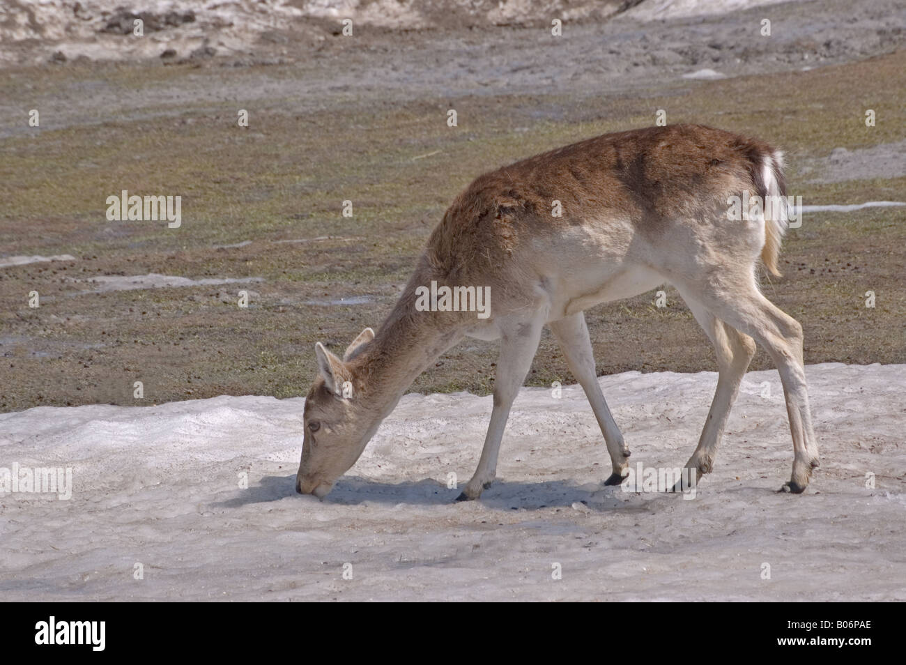 A single fallow deer in Spring Stock Photo - Alamy