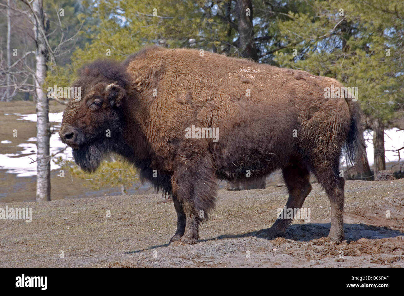 A standing Bison in Spring Stock Photo - Alamy