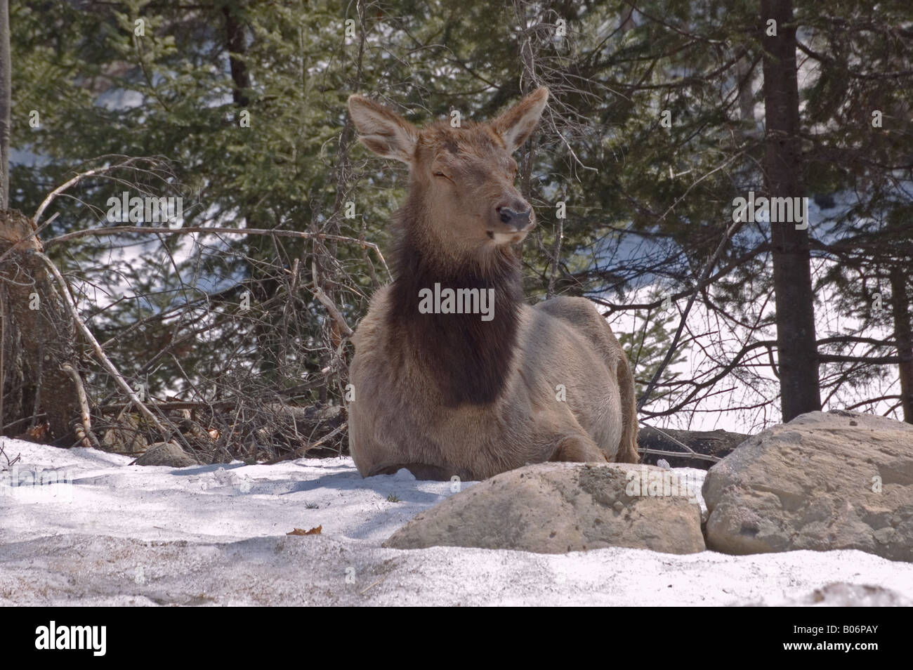 An resting elk Stock Photo - Alamy
