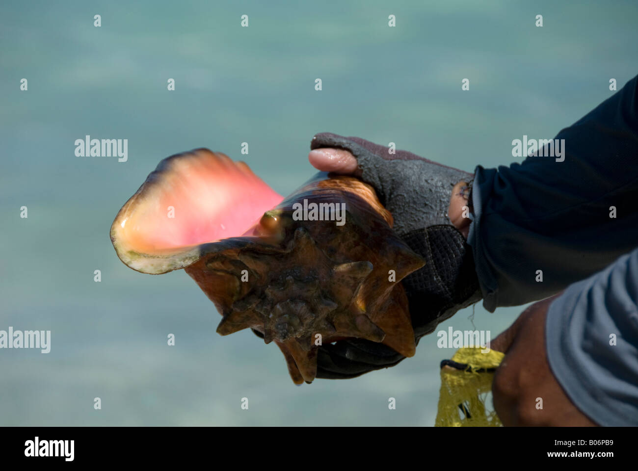 a man holding a seashell Stock Photo - Alamy