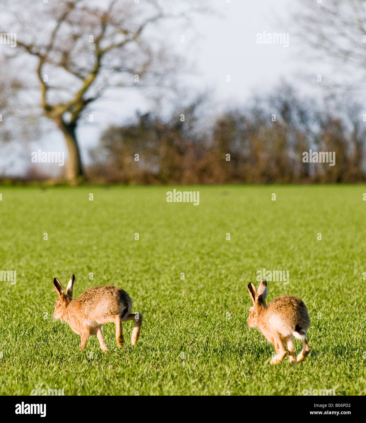 Two brown hares running Lepus europaeus Stock Photo - Alamy