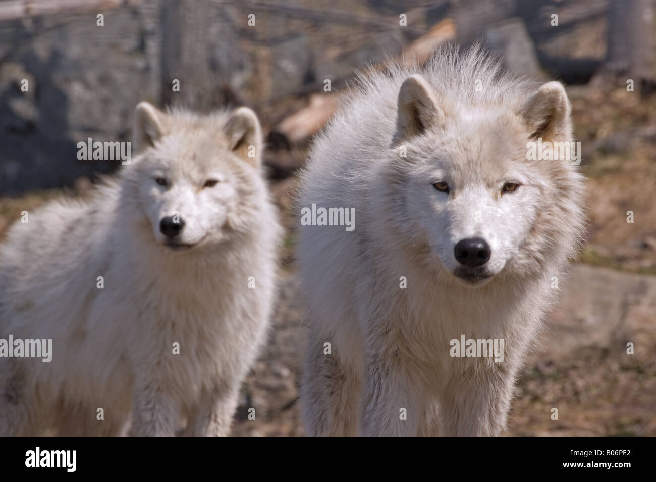A pair of Arctic Wolves in Spring Stock Photo - Alamy