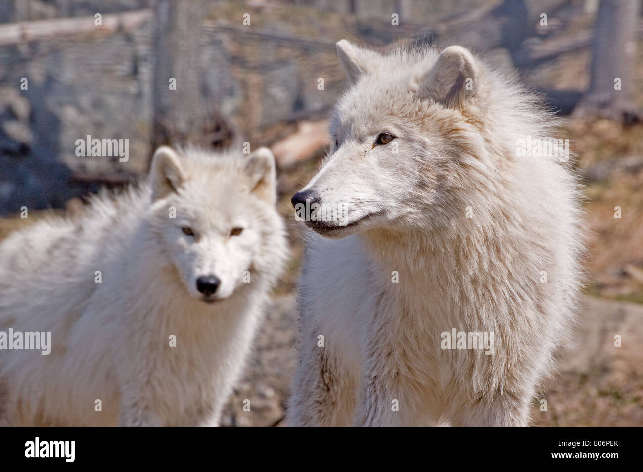 A pair of Arctic Wolves in Spring Stock Photo - Alamy