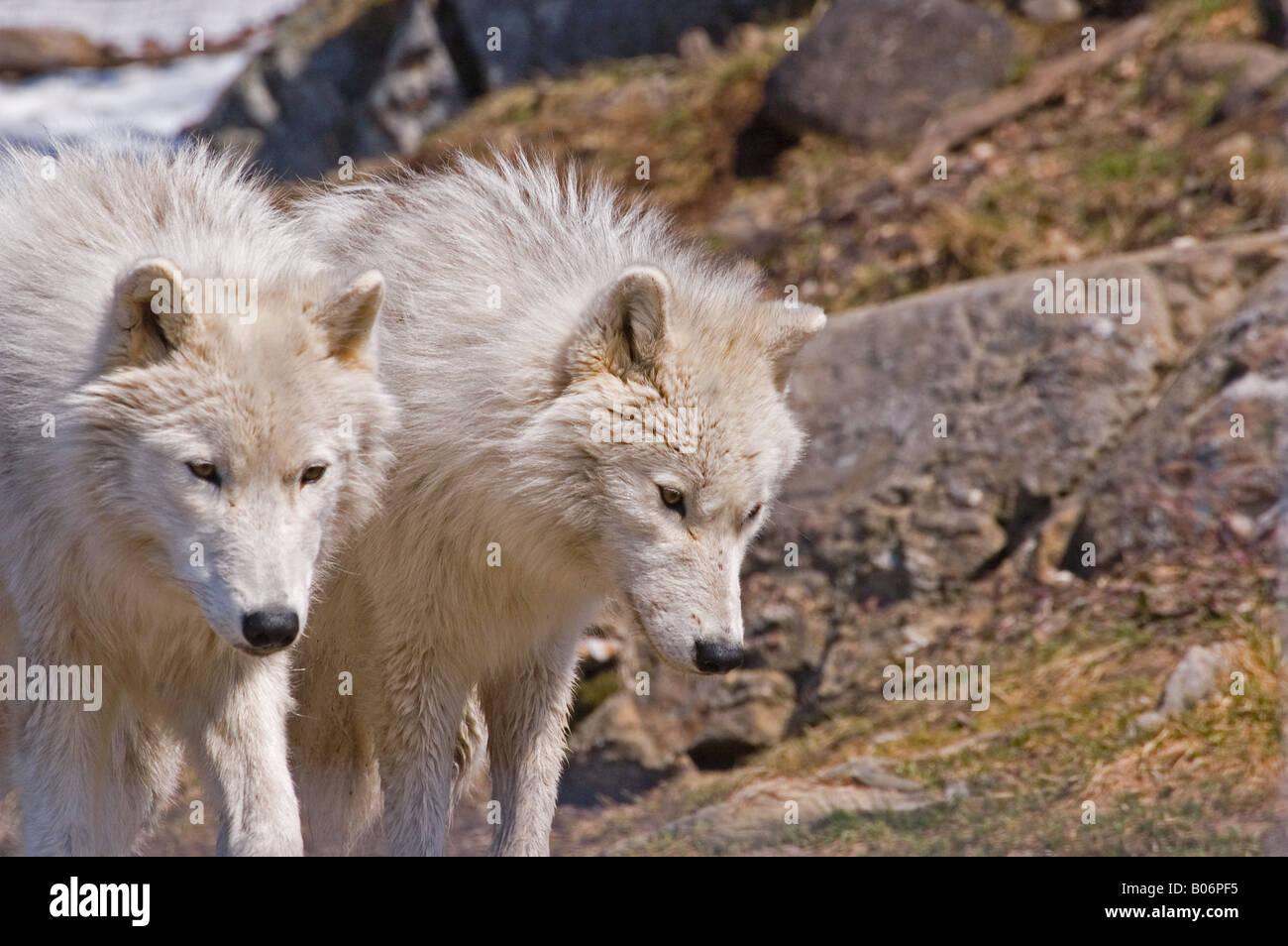 A pair of Arctic Wolves in Spring Stock Photo - Alamy