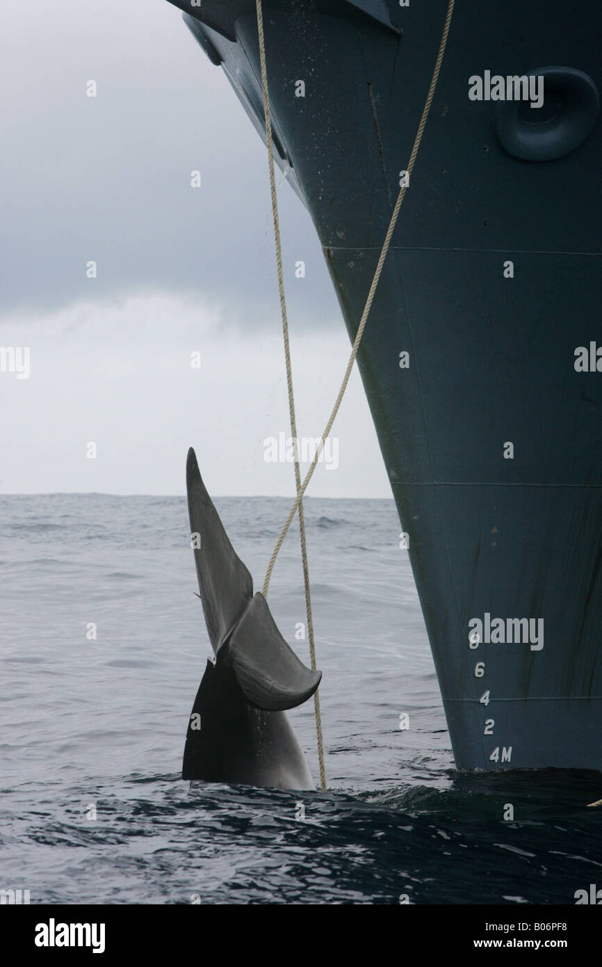 Harpooned hi-res stock photography and images - Alamy