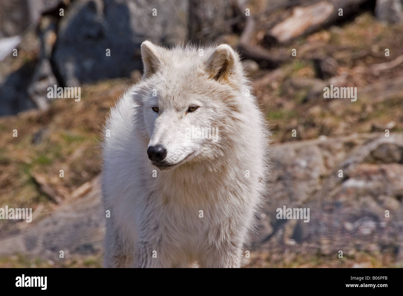 An Arctic Wolf in Spring Stock Photo - Alamy