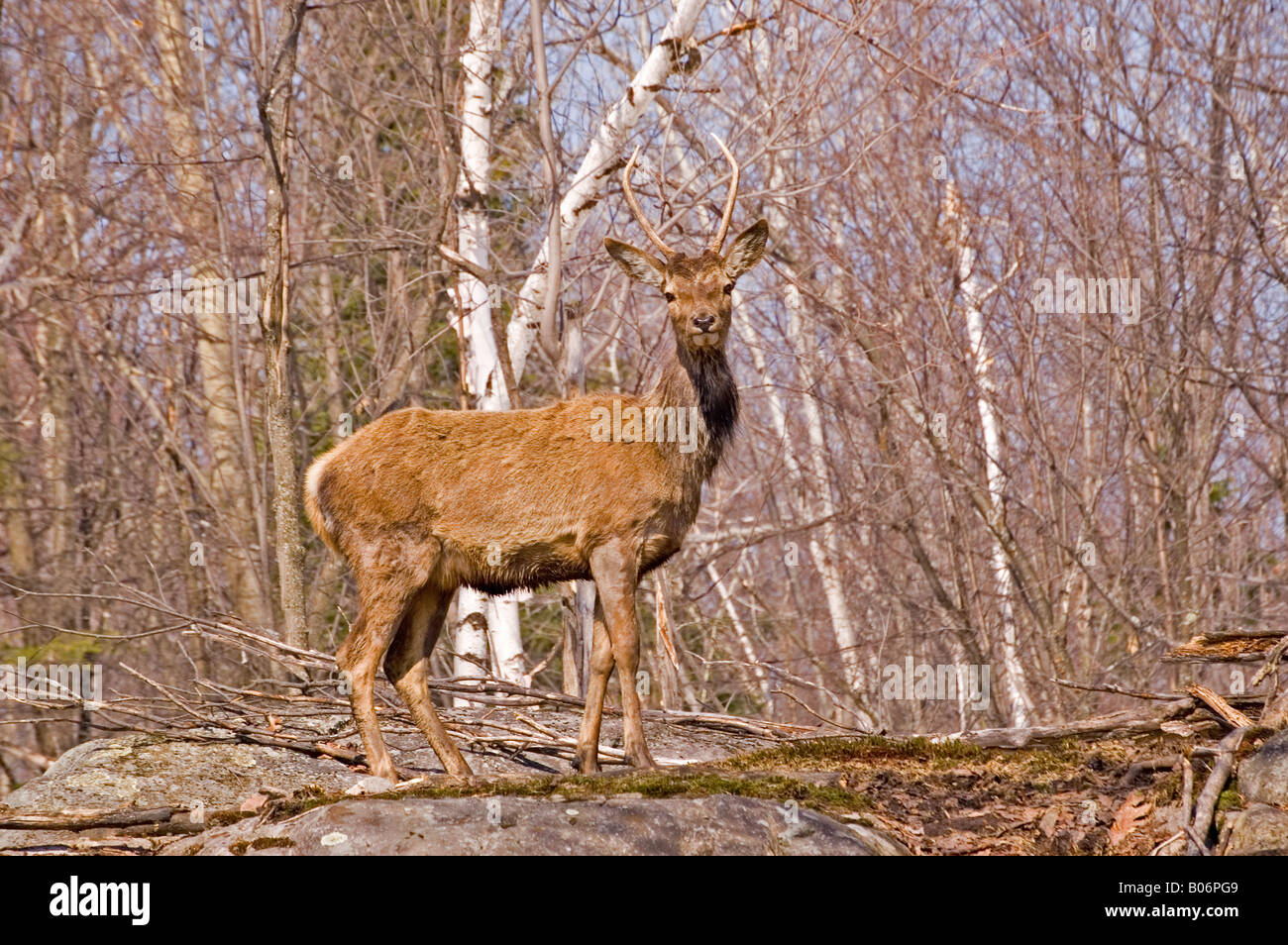 A watching deer Stock Photo - Alamy