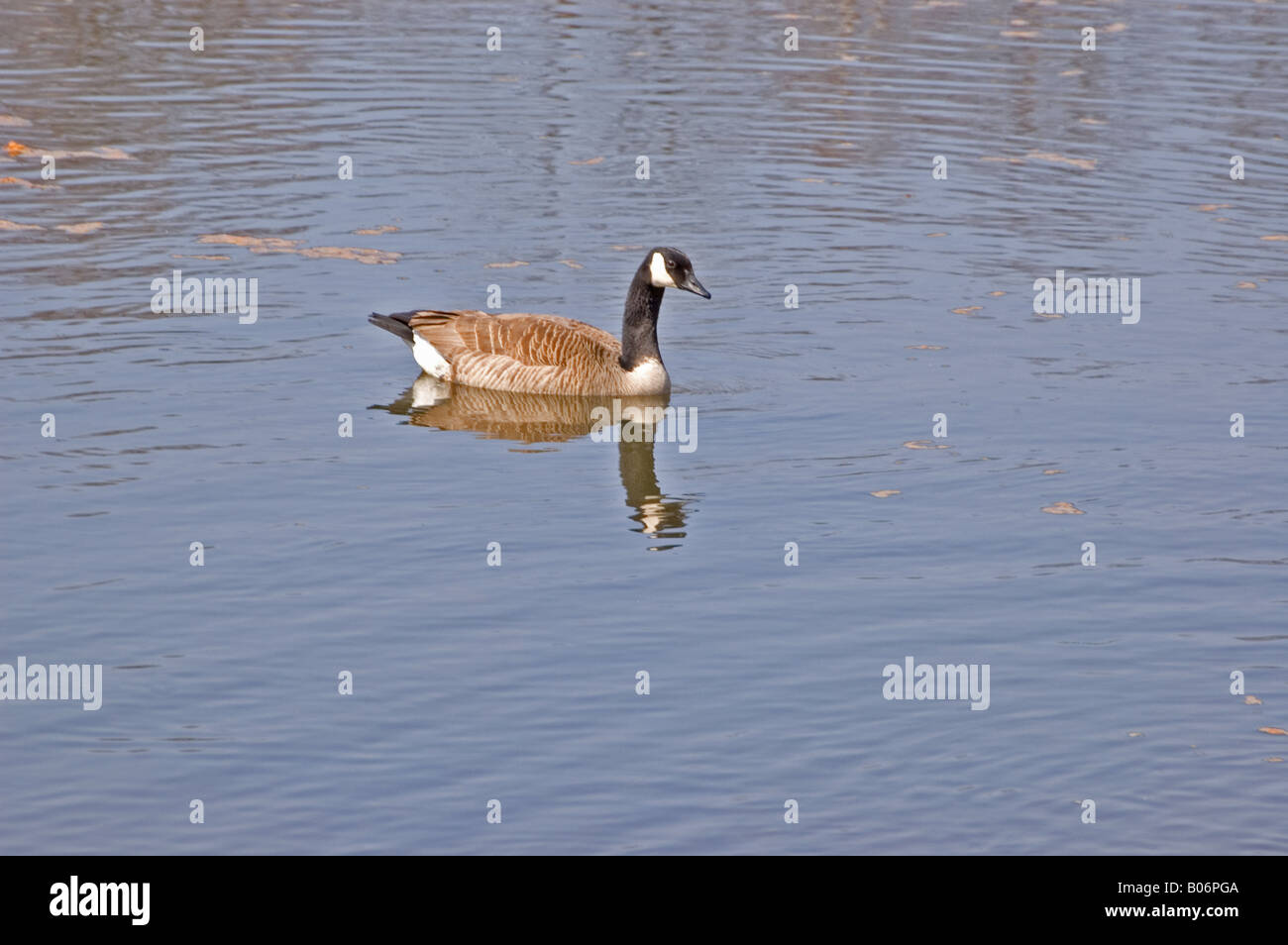 Canada goose on pond hi-res stock photography and images - Alamy
