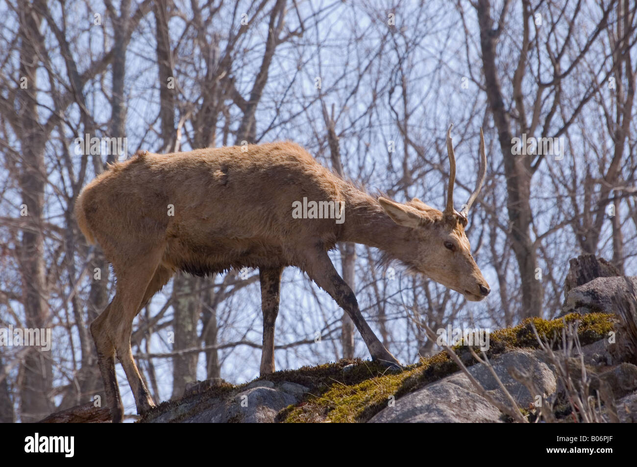 Deer in spring hi-res stock photography and images - Alamy
