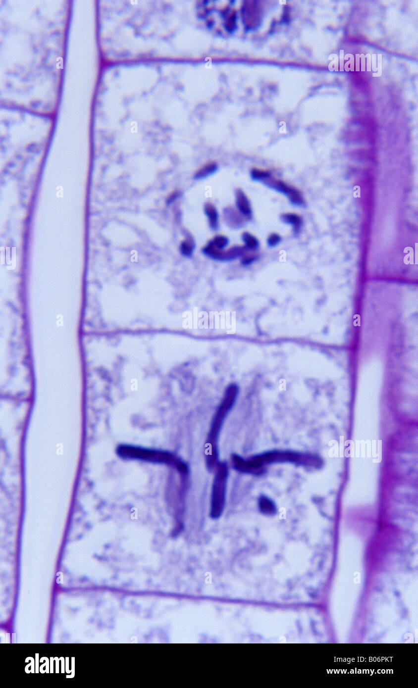 Onion root mitosis hi-res stock photography and images - Alamy