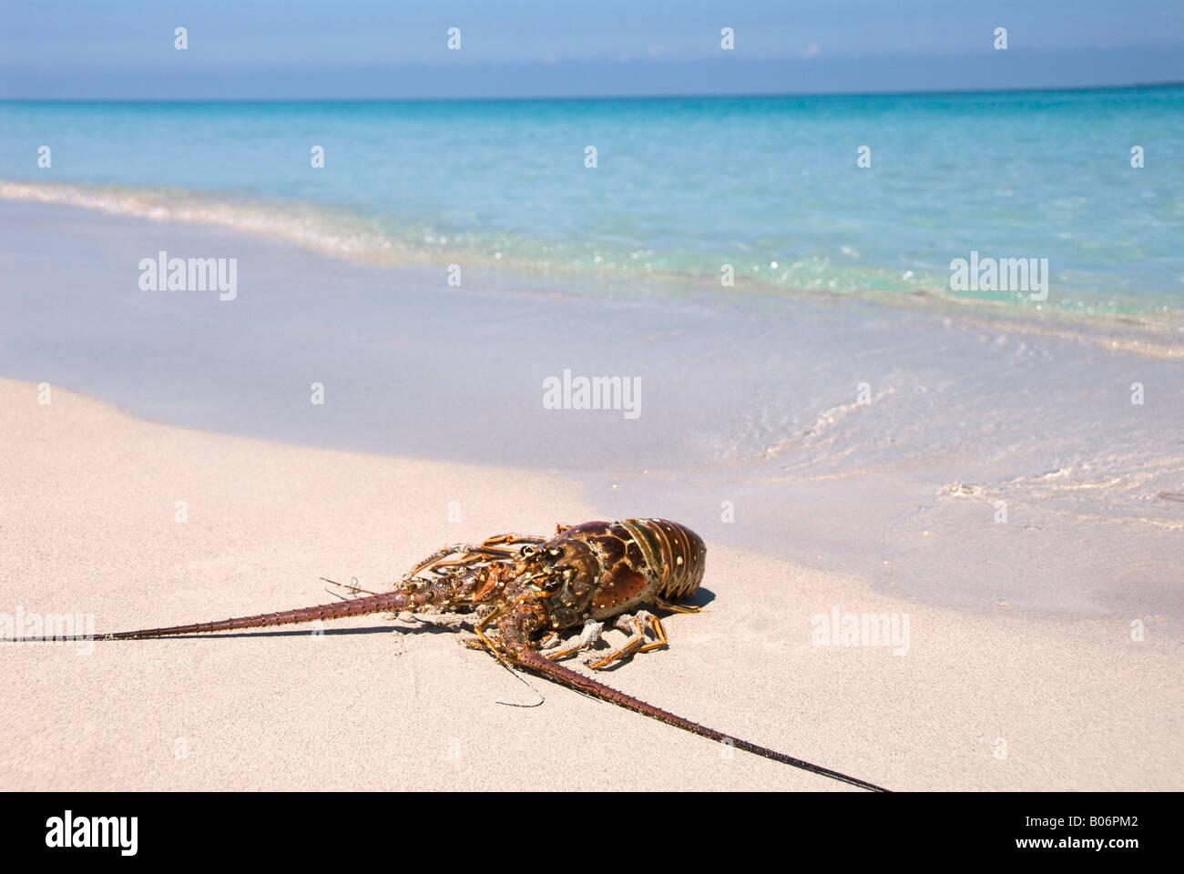 lobster on a beach Stock Photo - Alamy