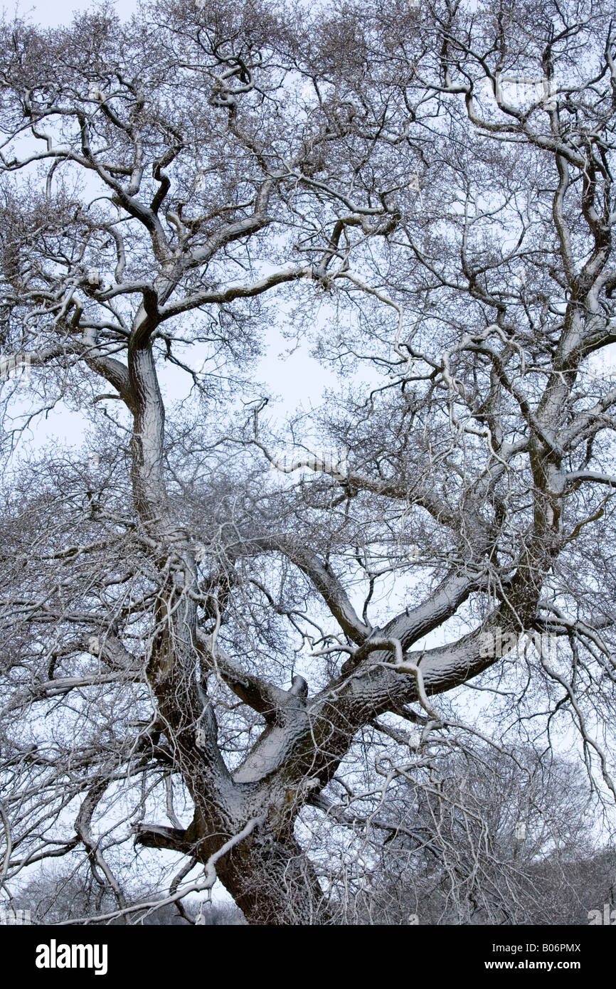 Oak tree in snow storm hi-res stock photography and images - Alamy