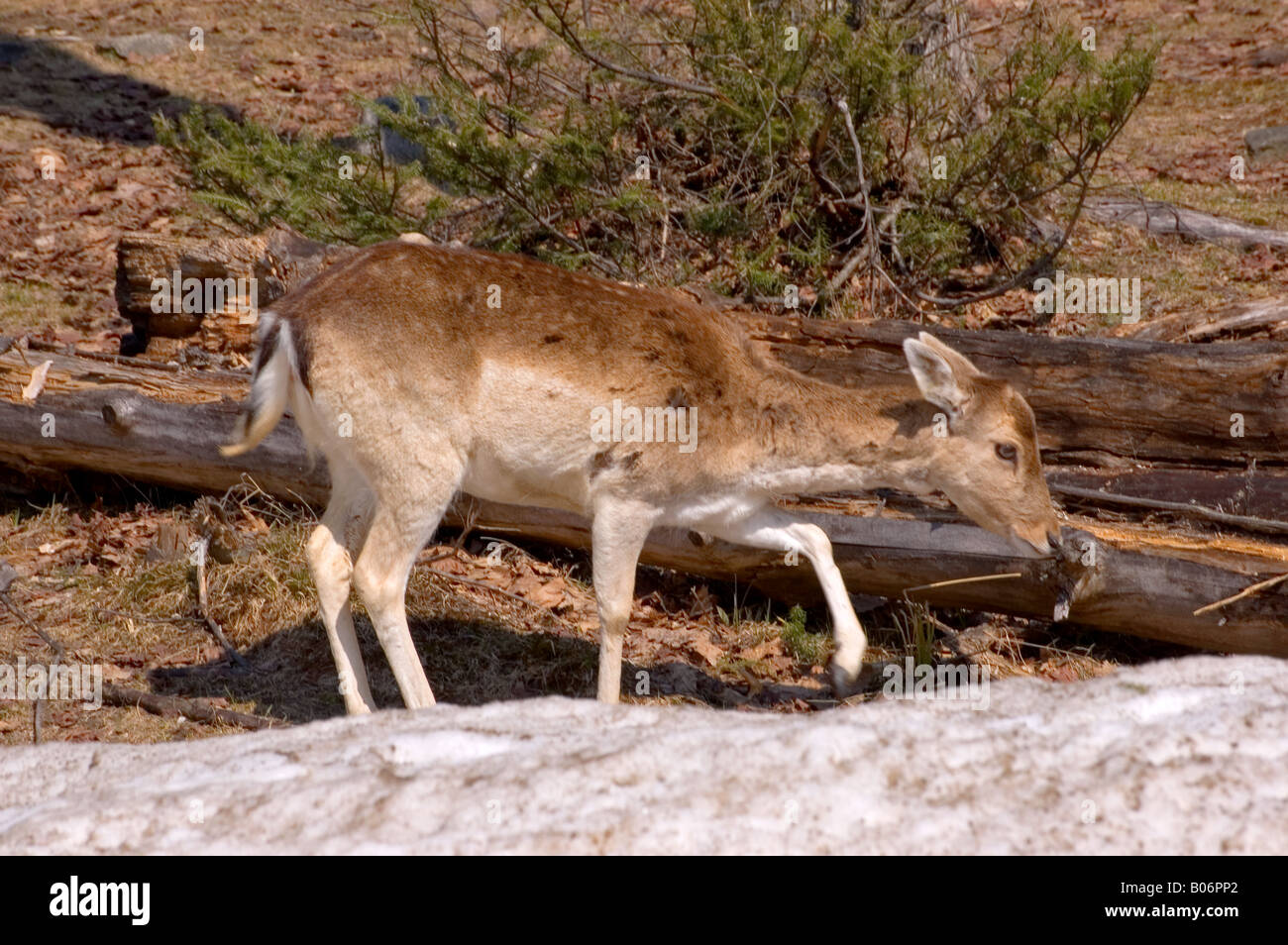 A Fallow Deer in Spring Stock Photo - Alamy