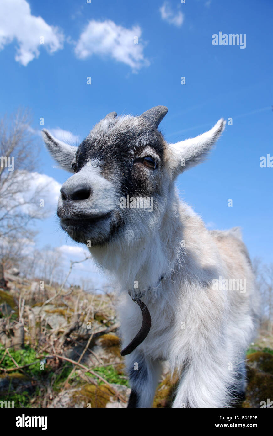 Male goat kid hi-res stock photography and images - Alamy