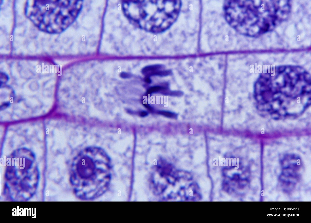 Mitosis onion root tip hi-res stock photography and images - Alamy