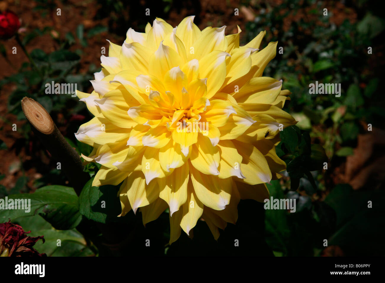 Yellow Dalia flower Stock Photo - Alamy
