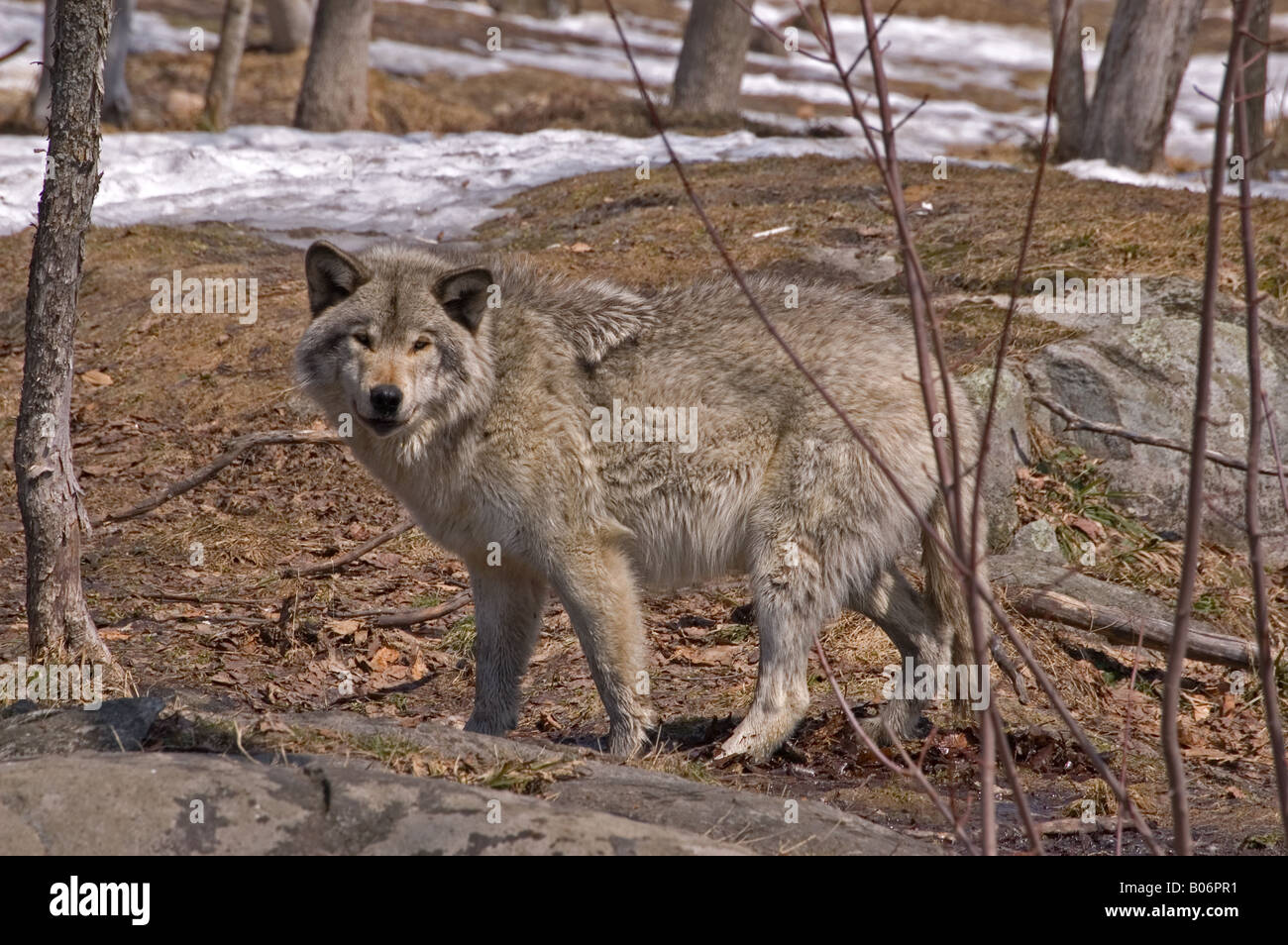 A Timber Wolf in Spring Stock Photo - Alamy