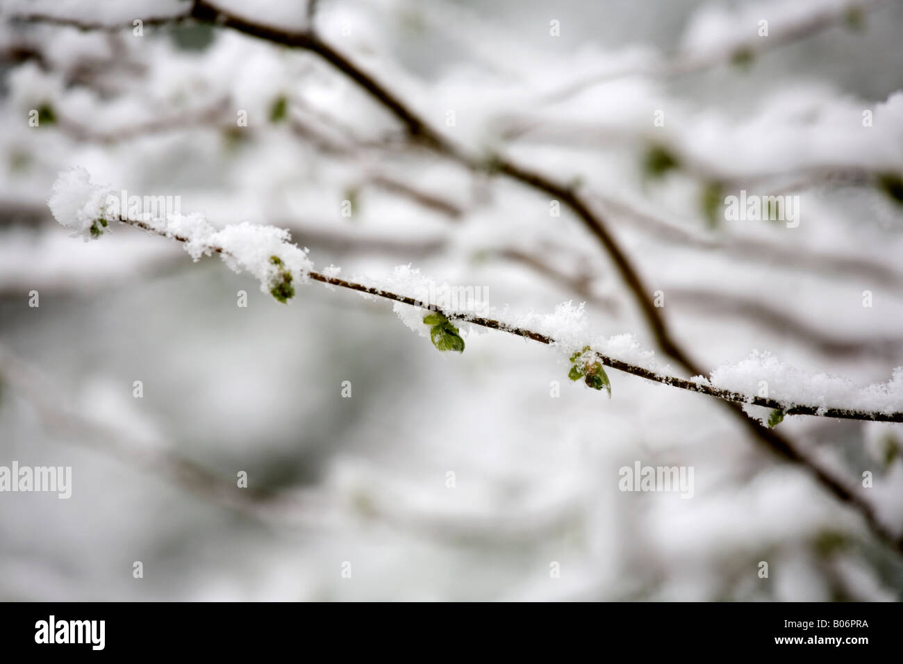 Hazel twig hi-res stock photography and images - Alamy