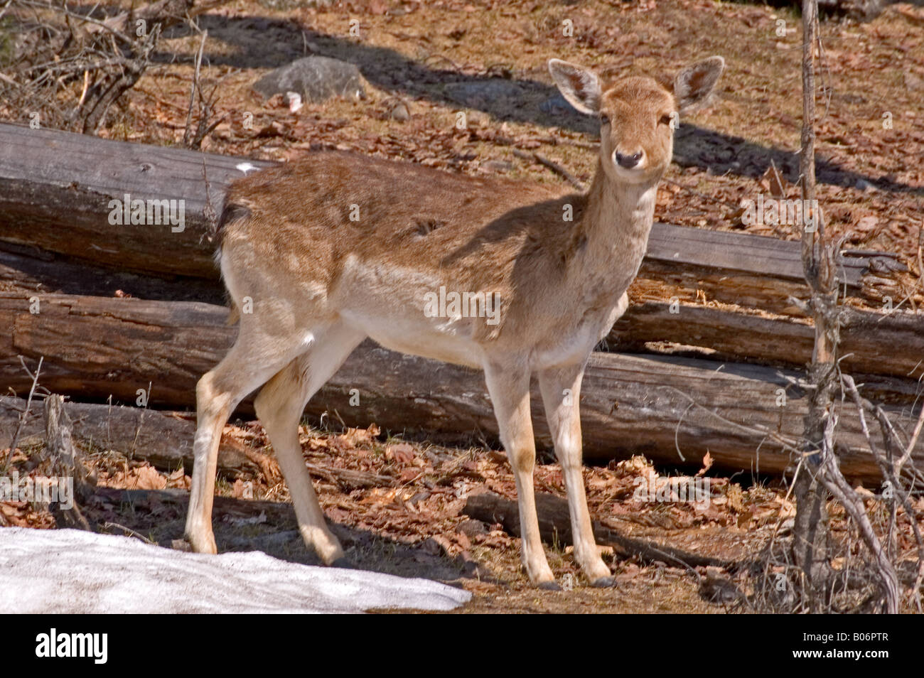 A Fallow Deer in Spring Stock Photo - Alamy