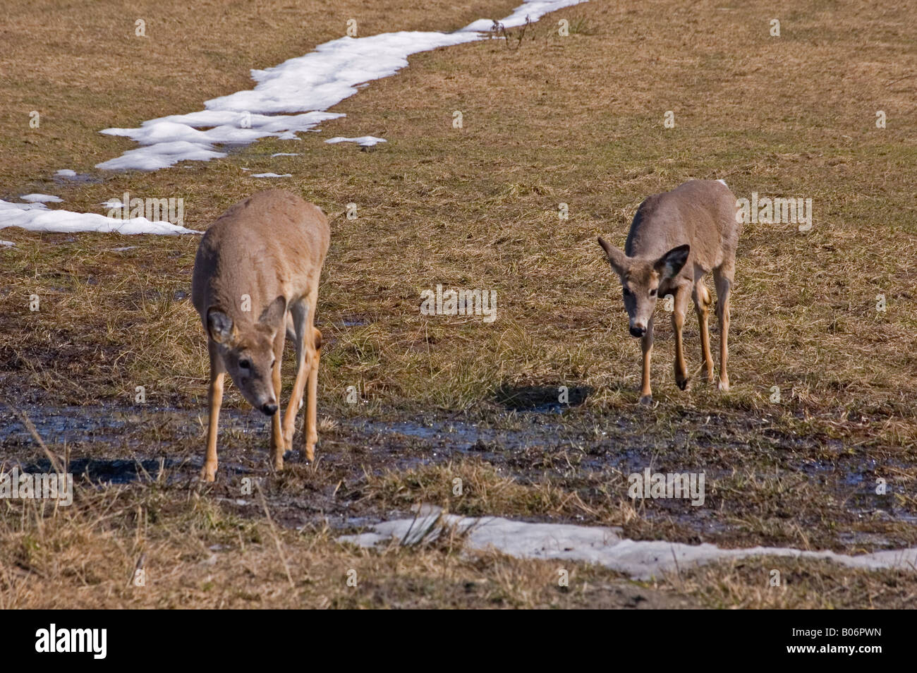 A pair of White-tailed deer in Spring Stock Photo - Alamy