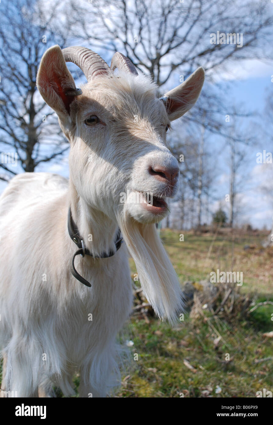 Goat speaking hi-res stock photography and images - Alamy