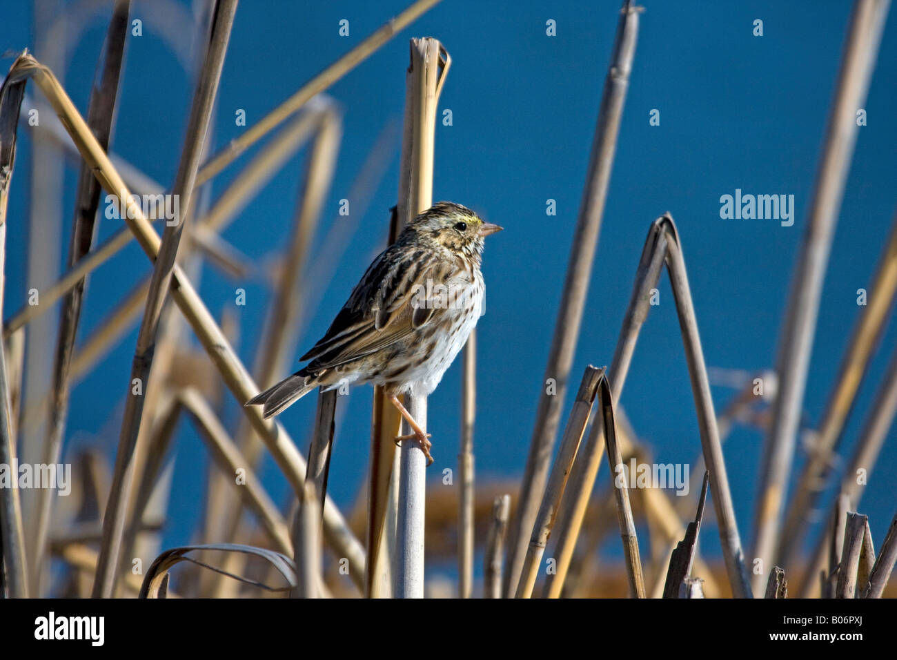 Savannah Sparrow in a salt marsh Stock Photo - Alamy