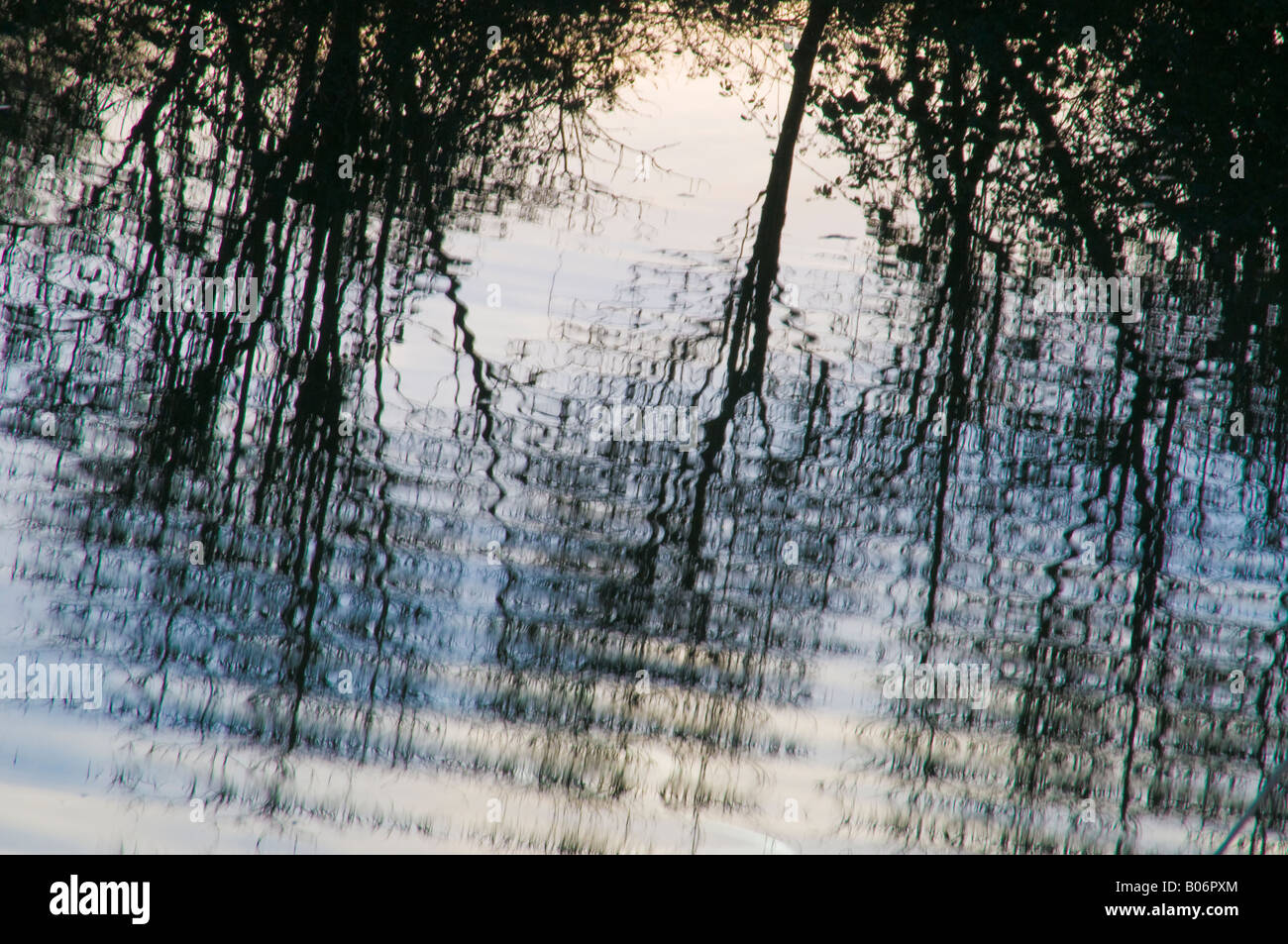 Trees reflected in pond Stock Photo - Alamy