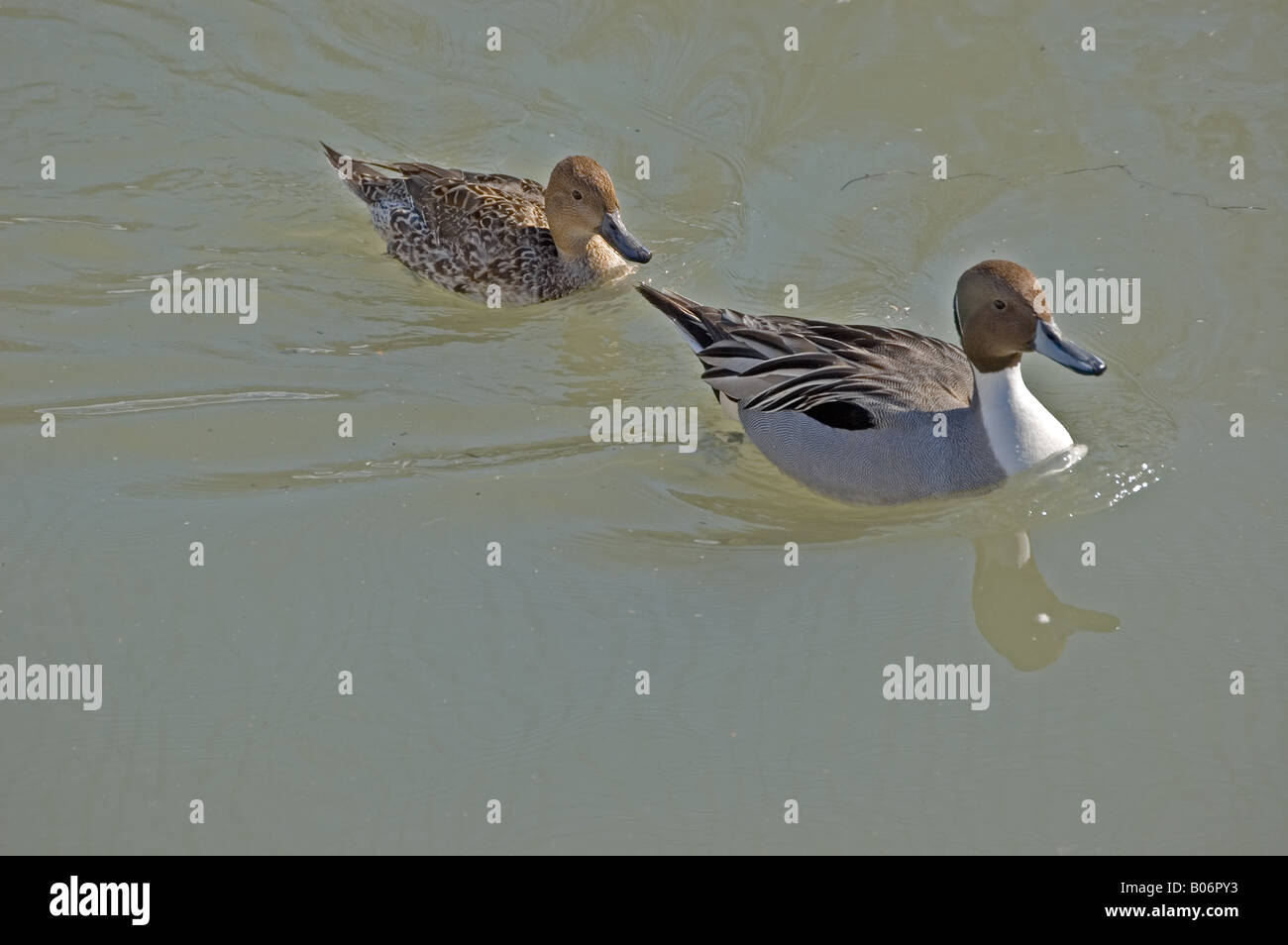 A pair of Northern Pintail Ducks Stock Photo - Alamy