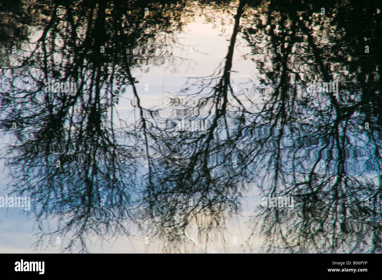 Trees reflected in pond Stock Photo - Alamy