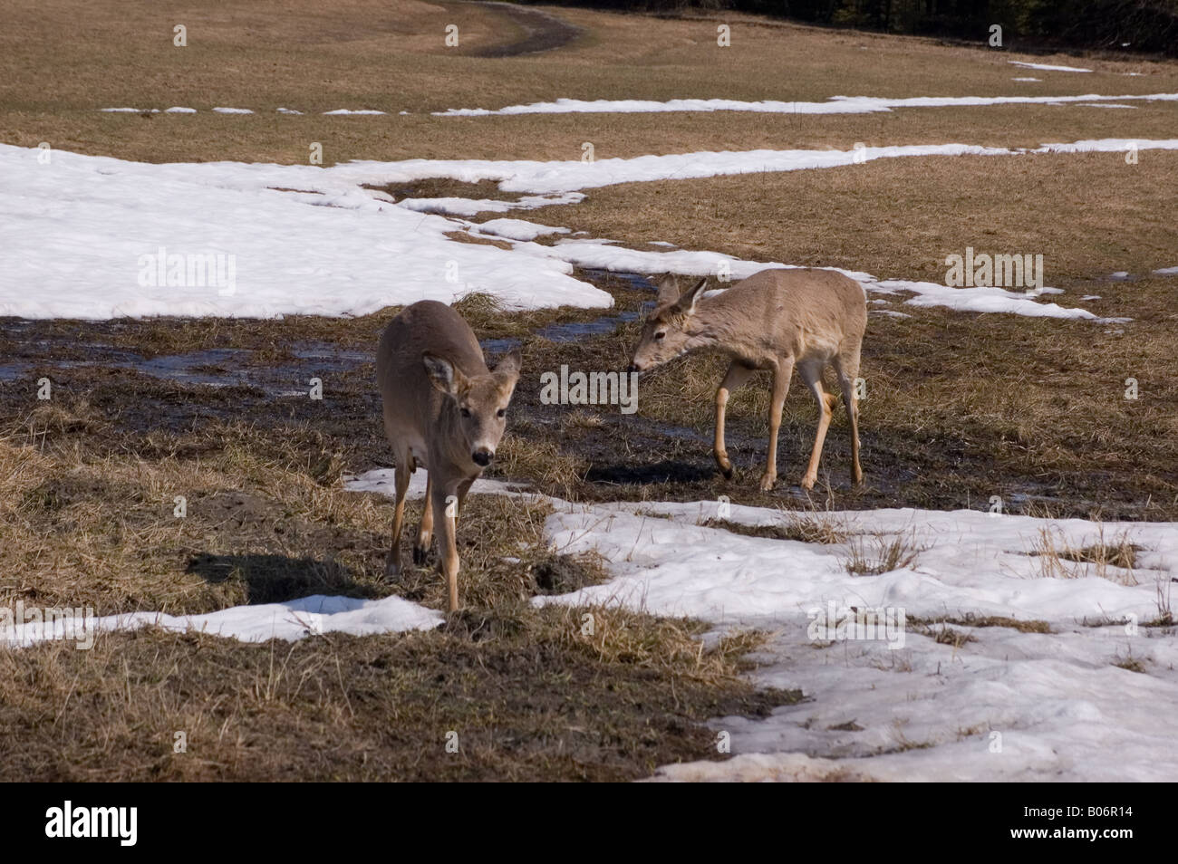 A pair of White-tailed deer in Spring Stock Photo - Alamy