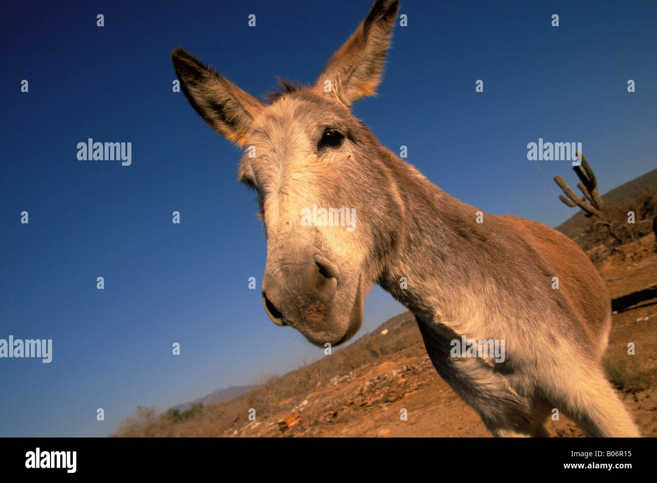 Burros Baja California Mexico Stock Photo - Alamy