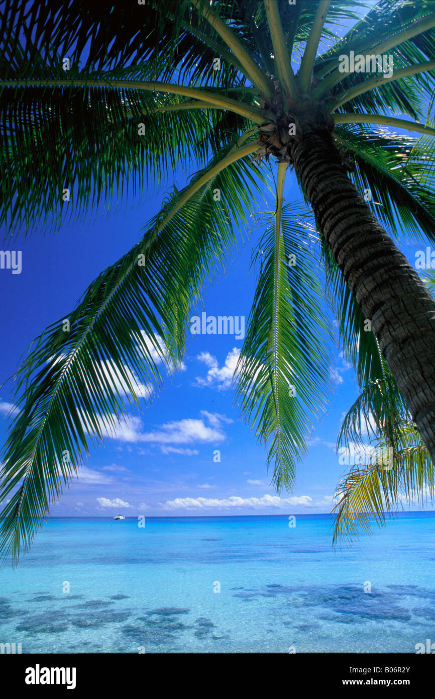 Palm tree ocean Stock Photo - Alamy