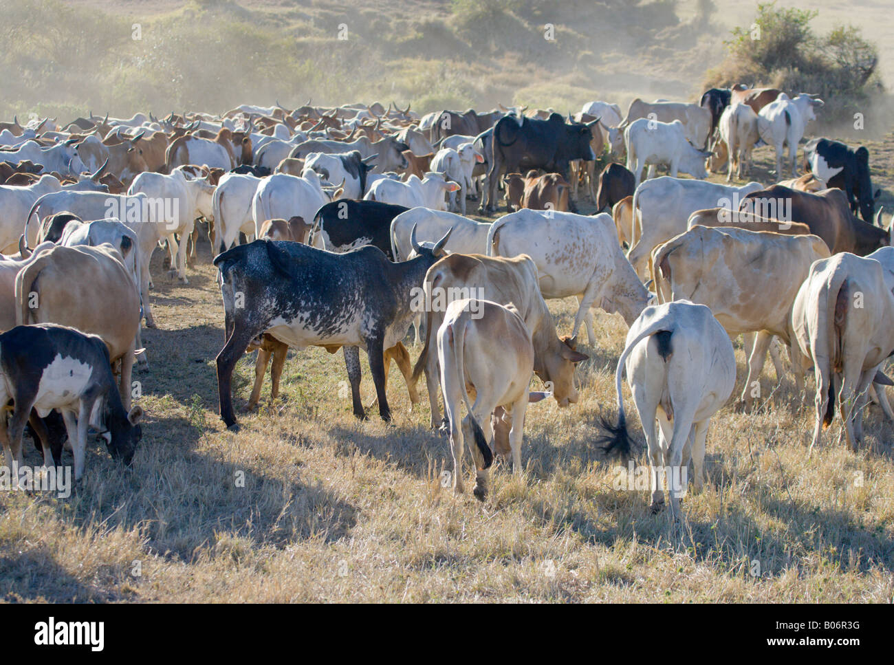 Masai cattle grazing just outside the Masai Mara National Reserve Kenya ...