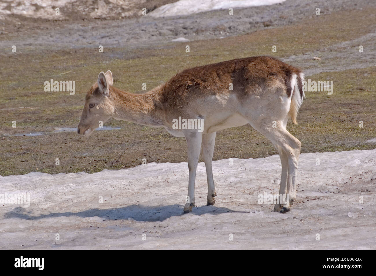 A single fallow deer in Spring Stock Photo - Alamy
