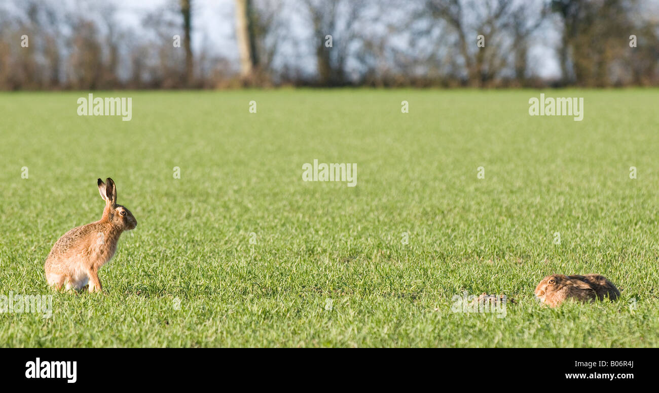 Two brown hares Lepus europaeus Stock Photo - Alamy