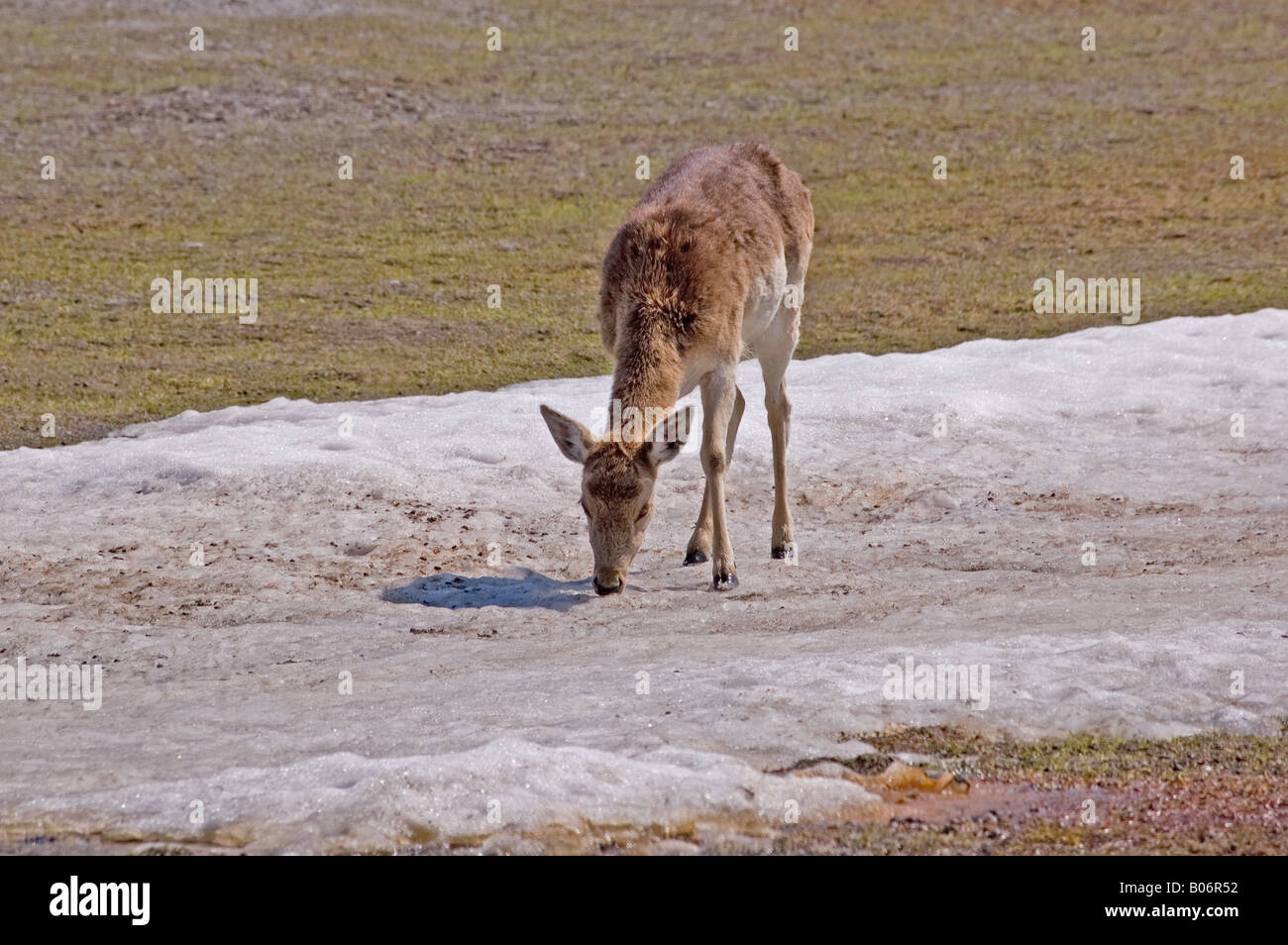 A single fallow deer in Spring Stock Photo - Alamy