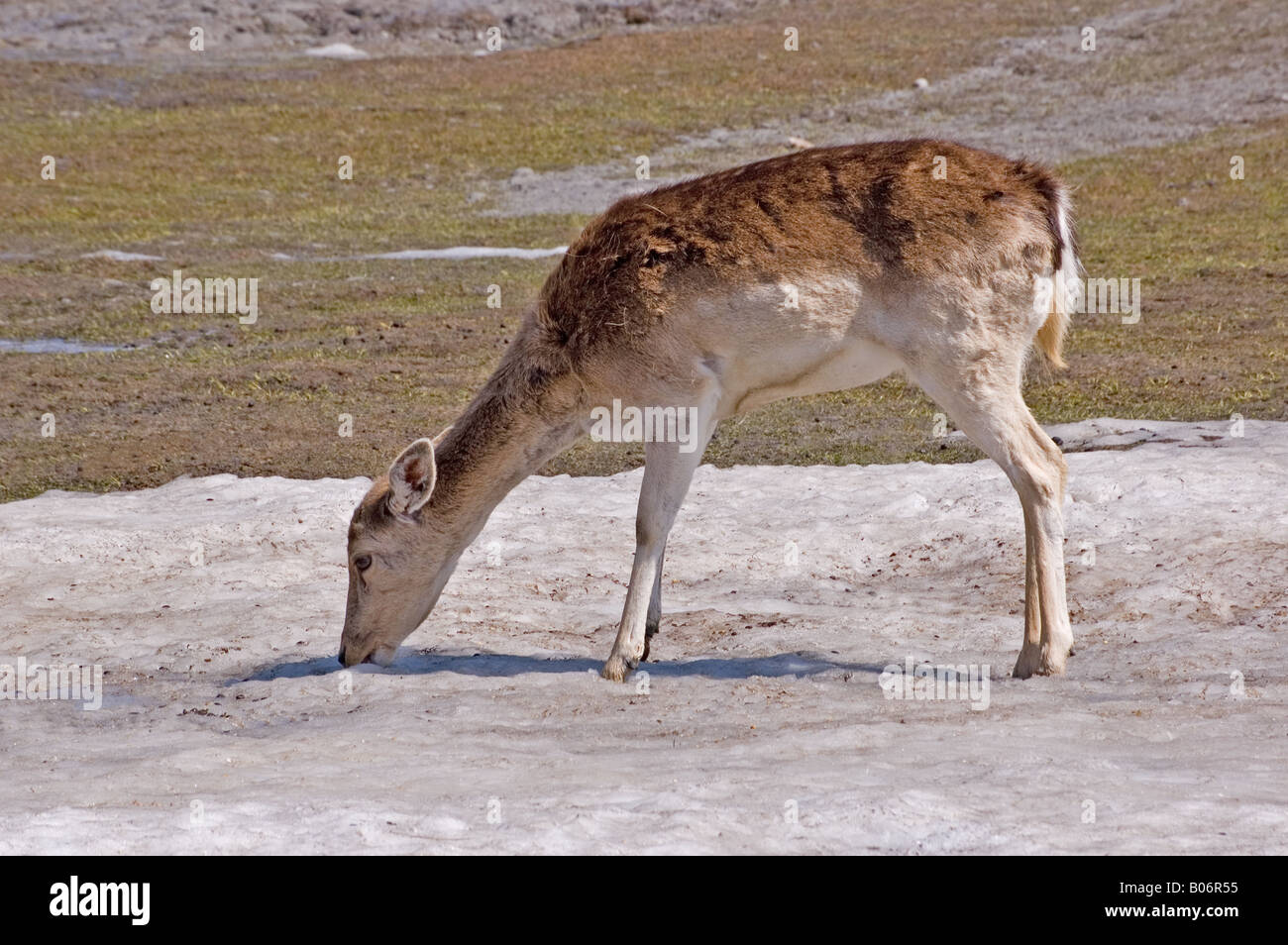 A single fallow deer in Spring Stock Photo - Alamy