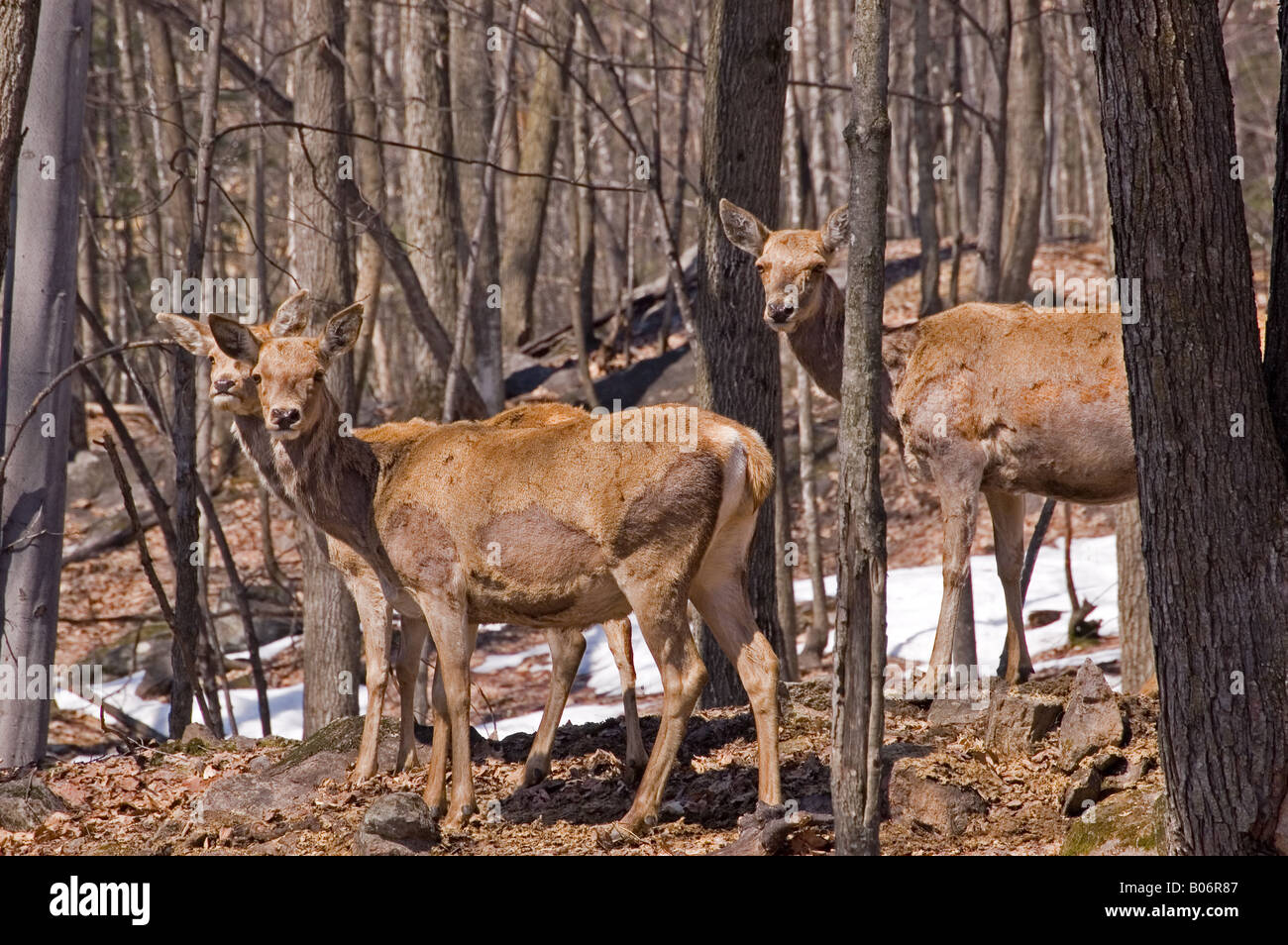 Elk in the woods hi-res stock photography and images - Alamy