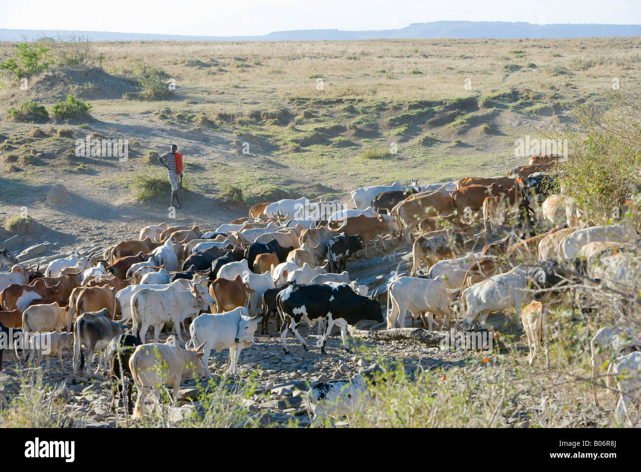 Masai cattle grazing just outside the Masai Mara National Reserve Masai ...