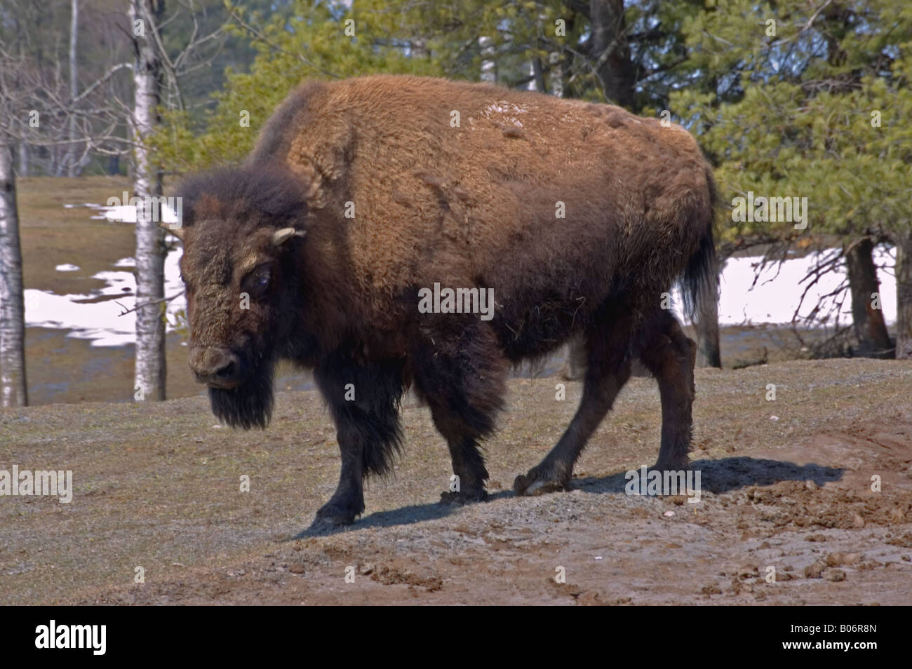 A standing Bison in Spring Stock Photo - Alamy