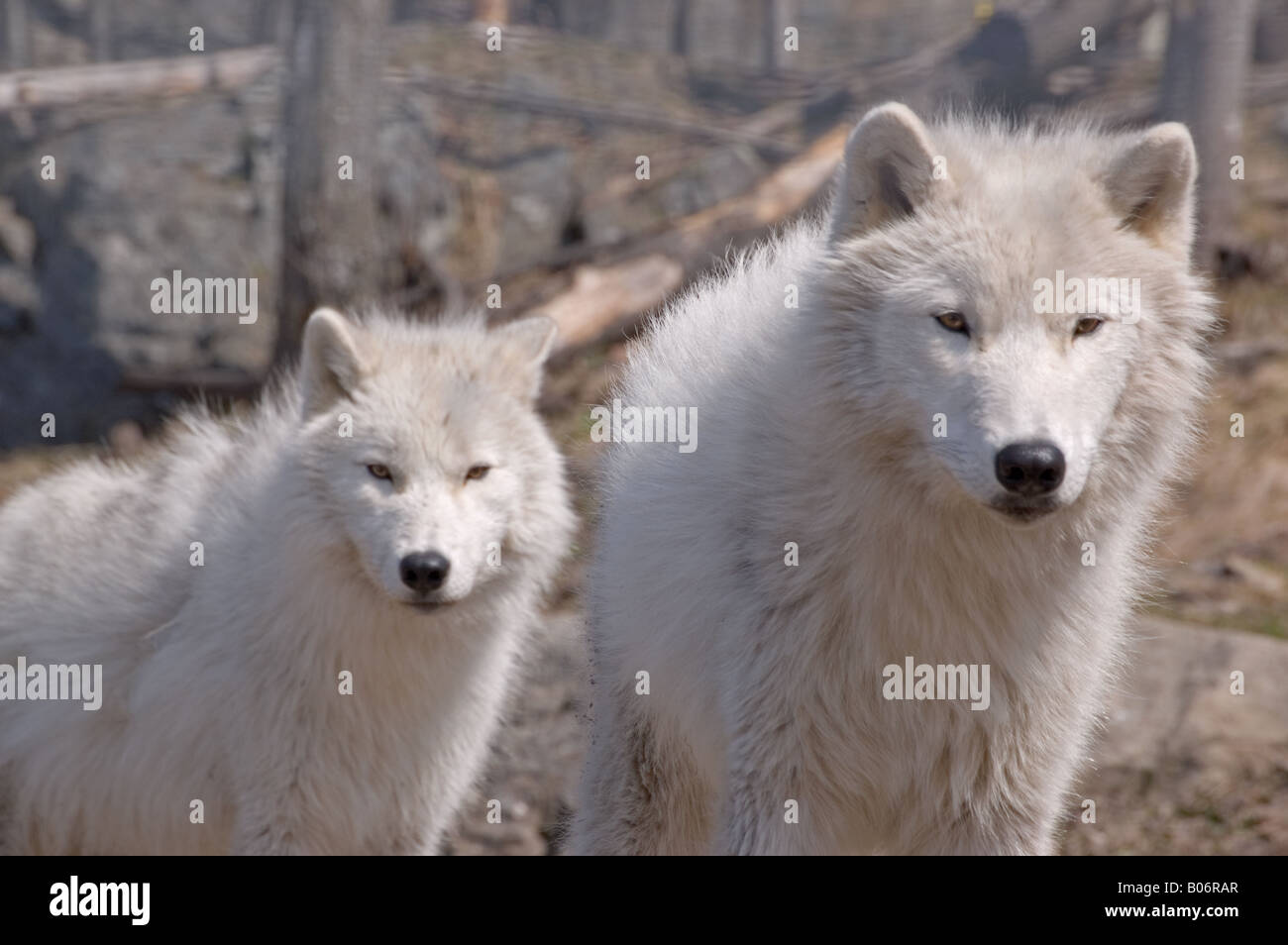 A pair of Arctic Wolves in Spring Stock Photo - Alamy