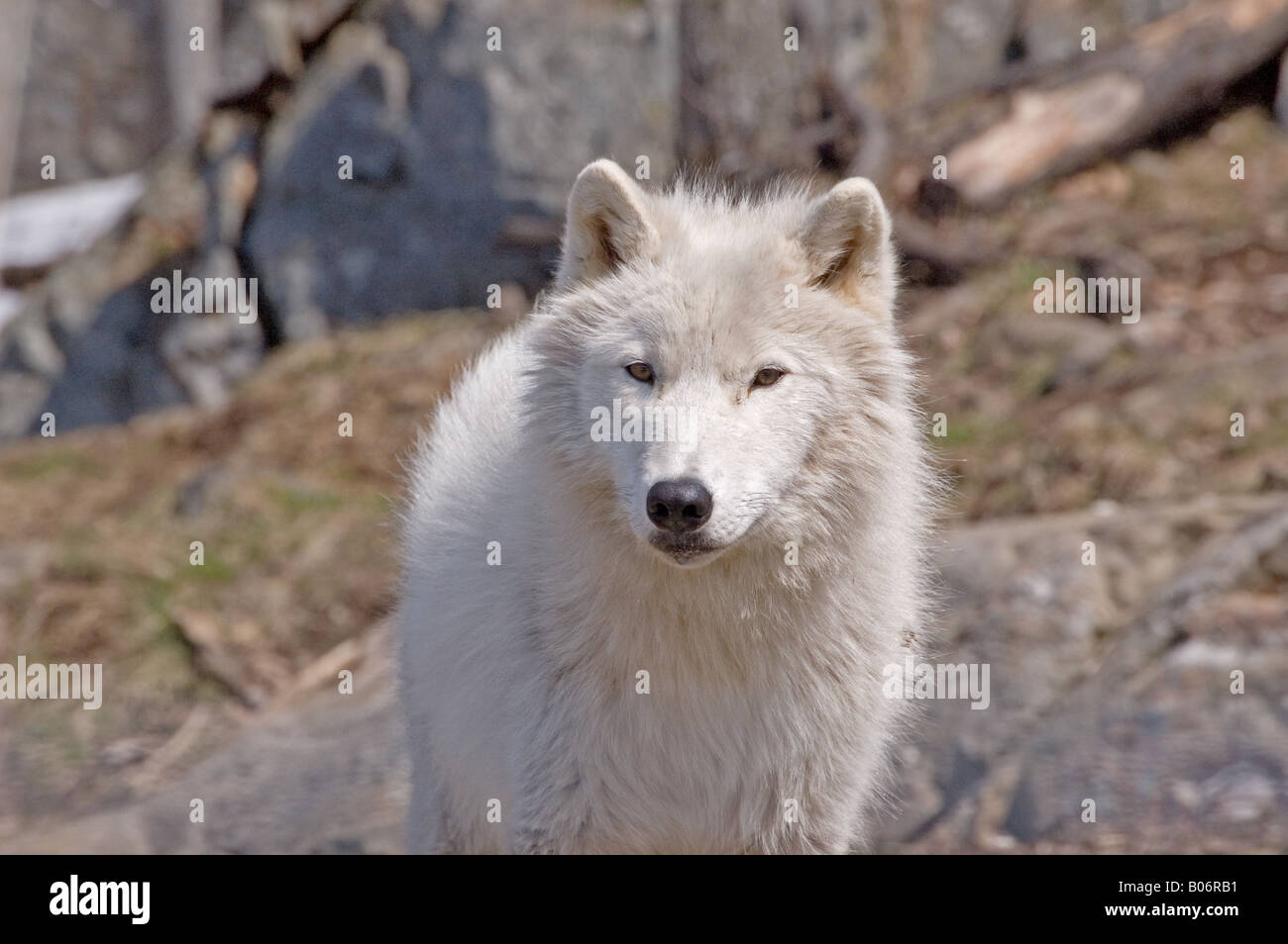 An Arctic Wolf in Spring Stock Photo - Alamy