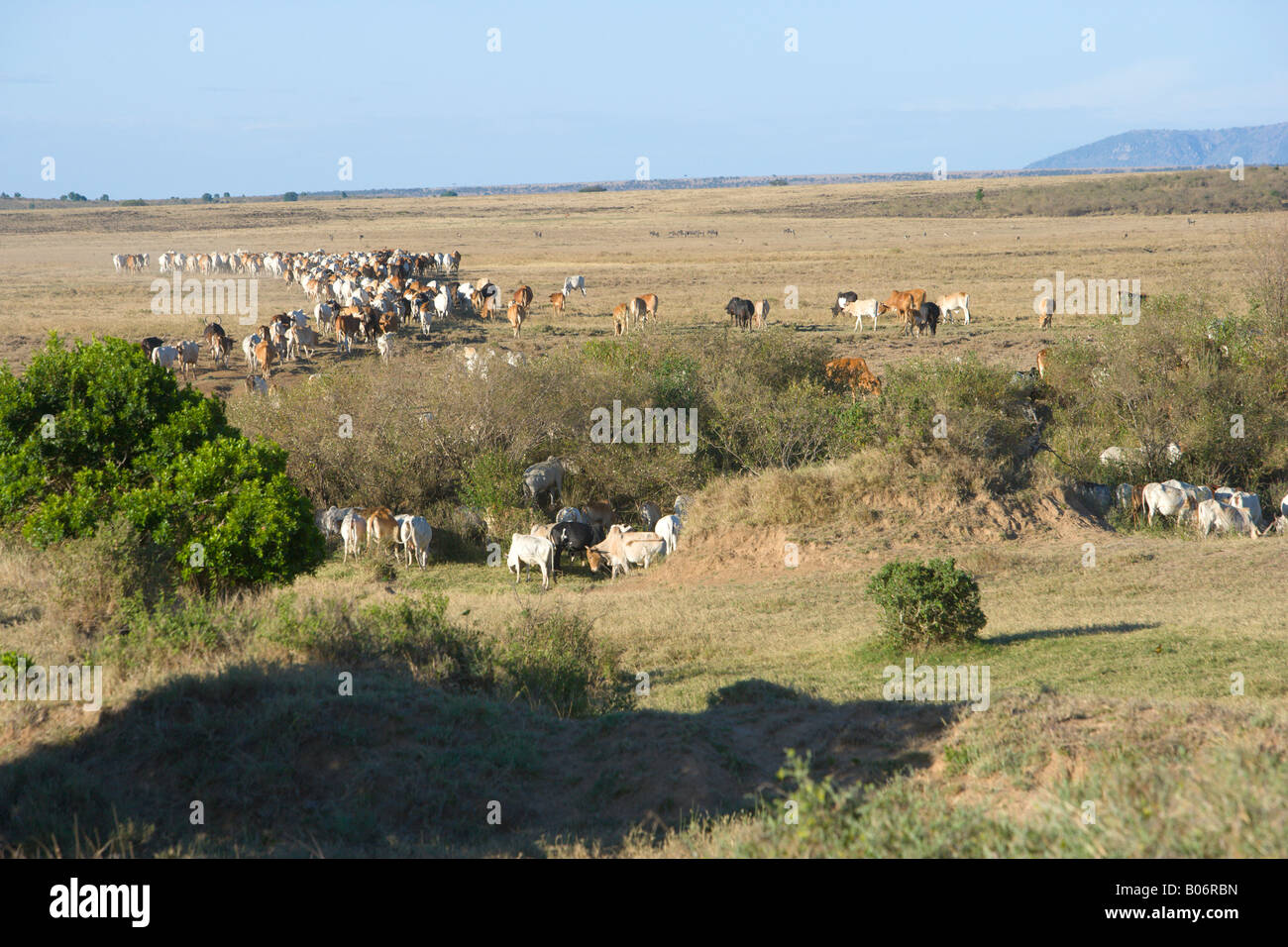 Masai cattle grazing just outside the Masai Mara National Reserve Masai ...